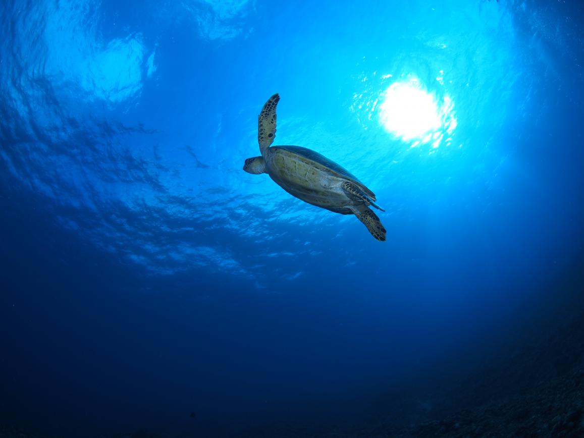 【公式】沖永良部島観光サイト「おきのえらぶ島の旅」